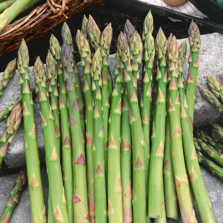 ASPARAGUS Mary Washington – Premium Exotic Veg Seeds – Avniseeds