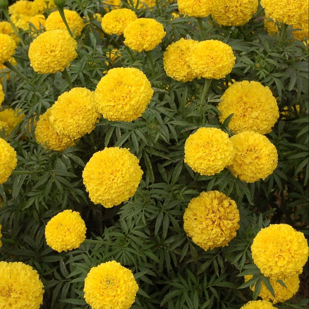 Marigold Nana Patula Yellow Flower Seeds – Avniseeds