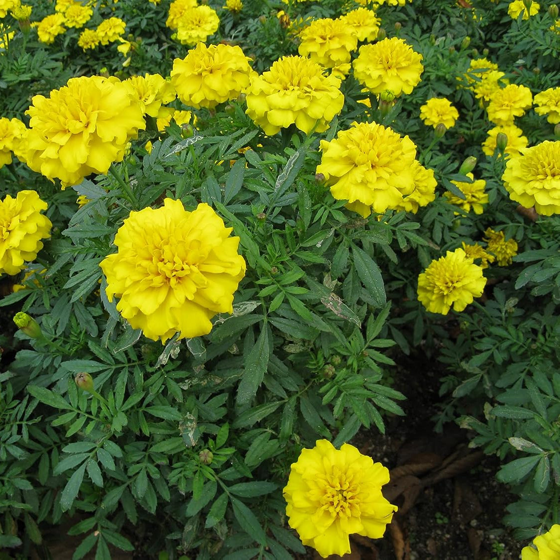 Marigold Nana Patula Yellow Flower Seeds – Avniseeds