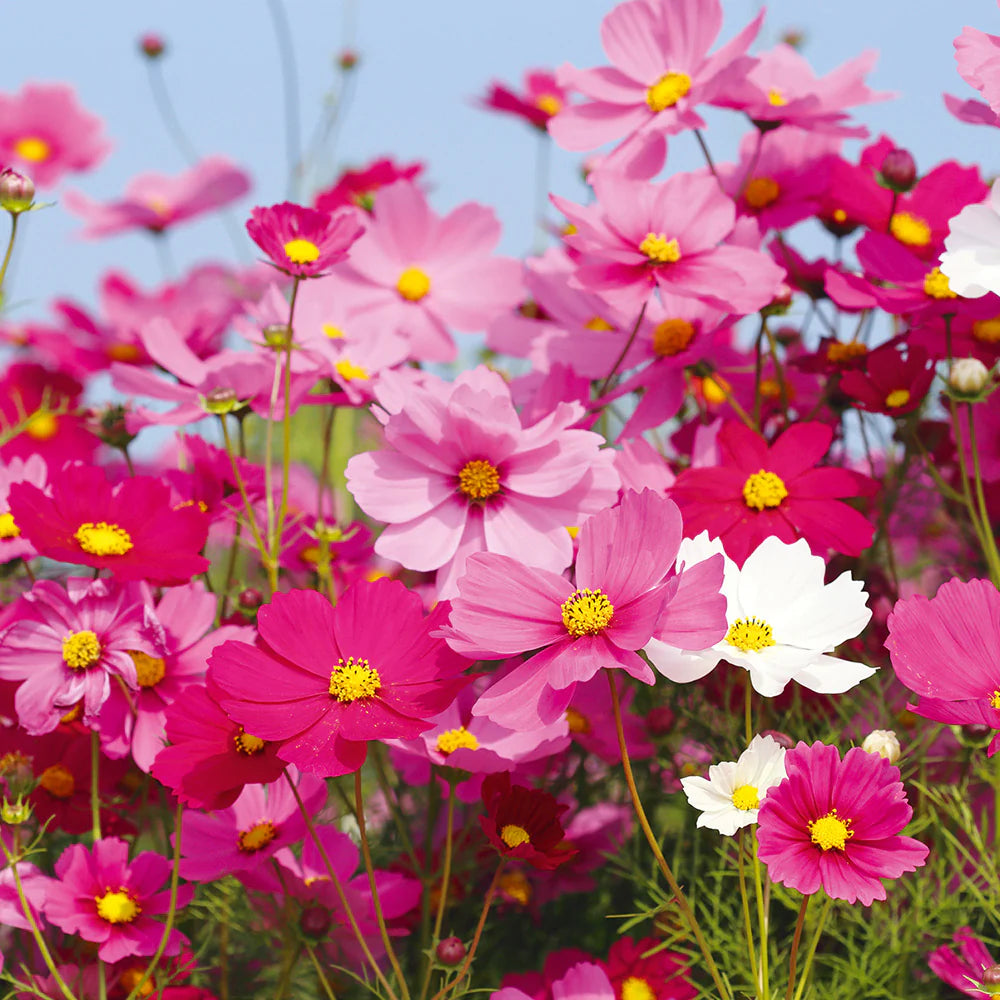 Cosmos Pink Red Mix Edible Flower Seeds – Avniseeds