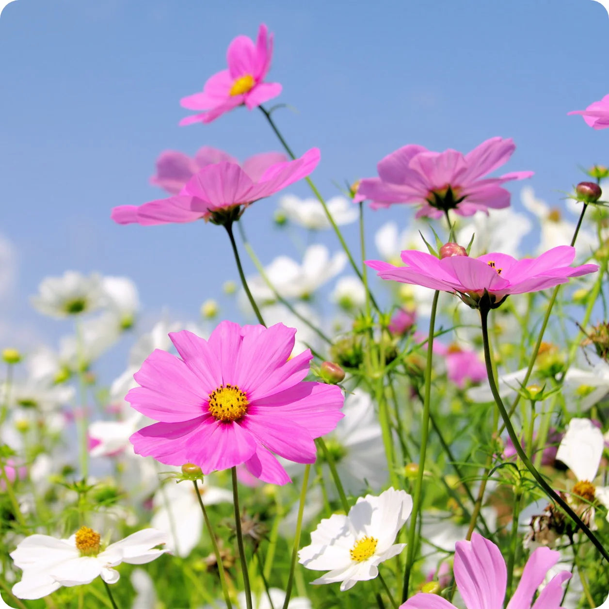 Cosmos Pink Red Mix Edible Flower Seeds – Avniseeds