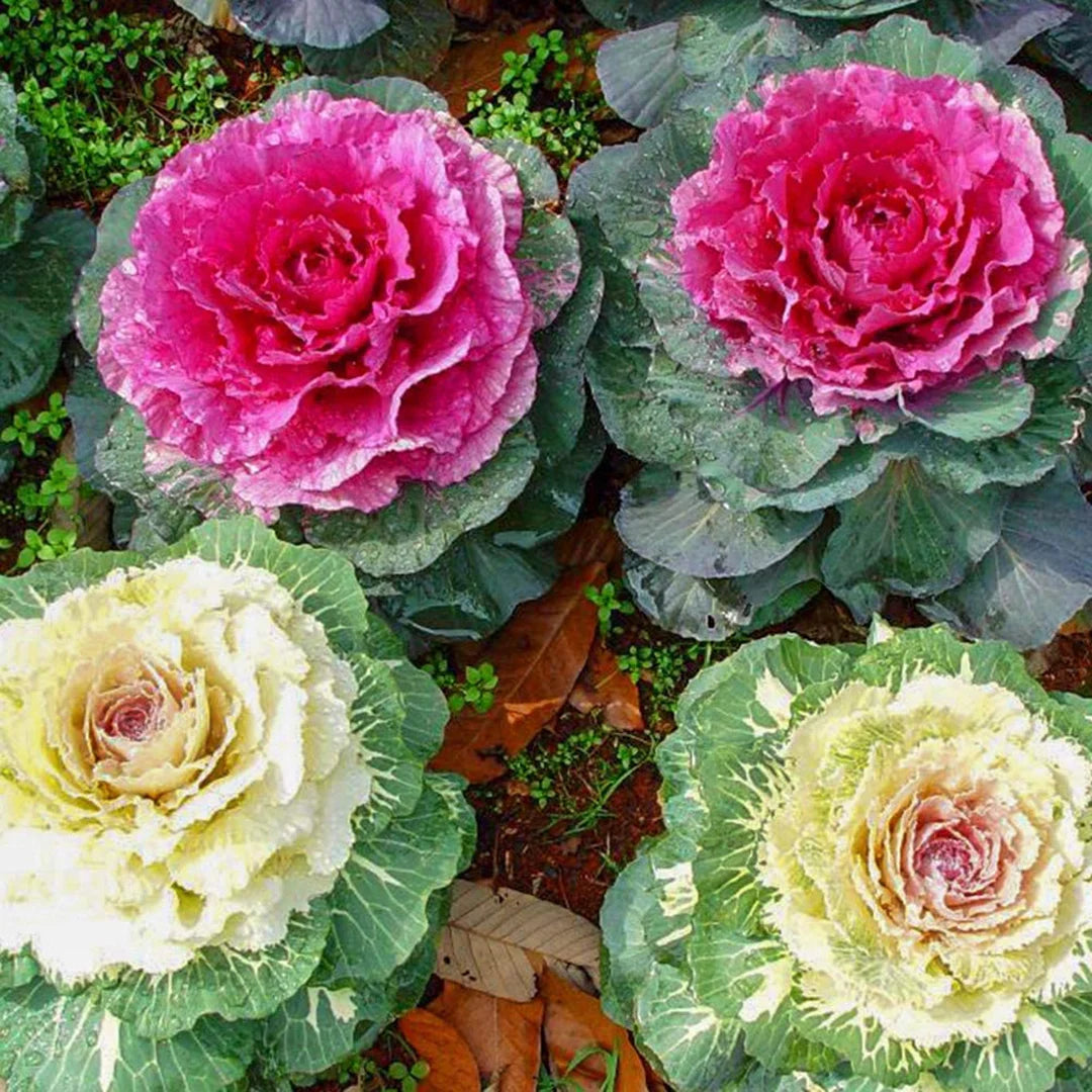 Ornamental Kale Flower Seeds – Avniseeds