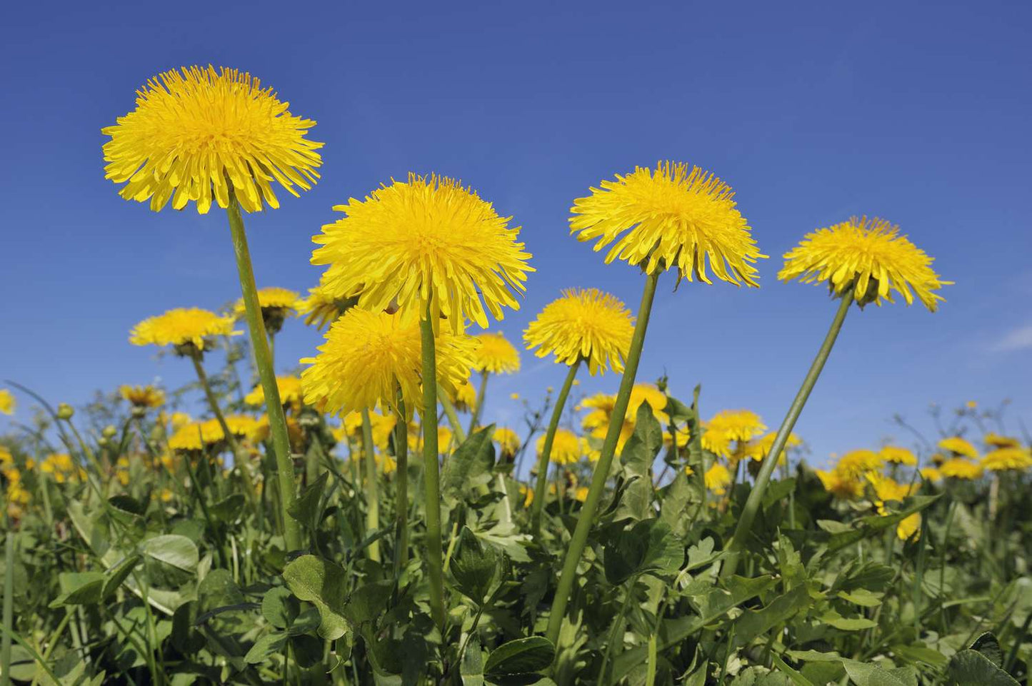 Dandelion Imported Edible Flower Seeds – Avniseeds