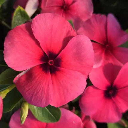 Vinca F1 Trailing Raspberry Summer Flower Seeds – Avniseeds