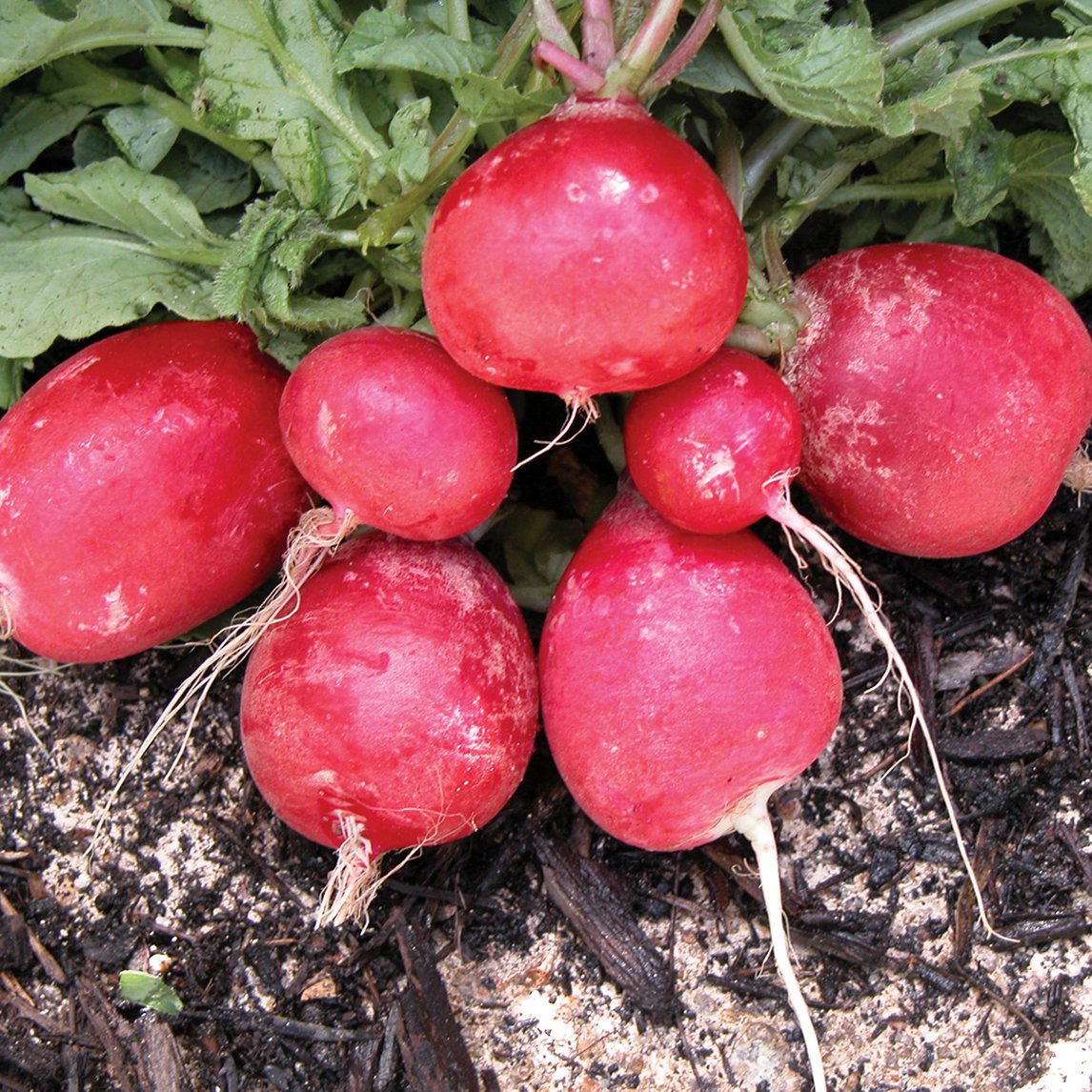 Red Round Turnip Microgreens Seeds