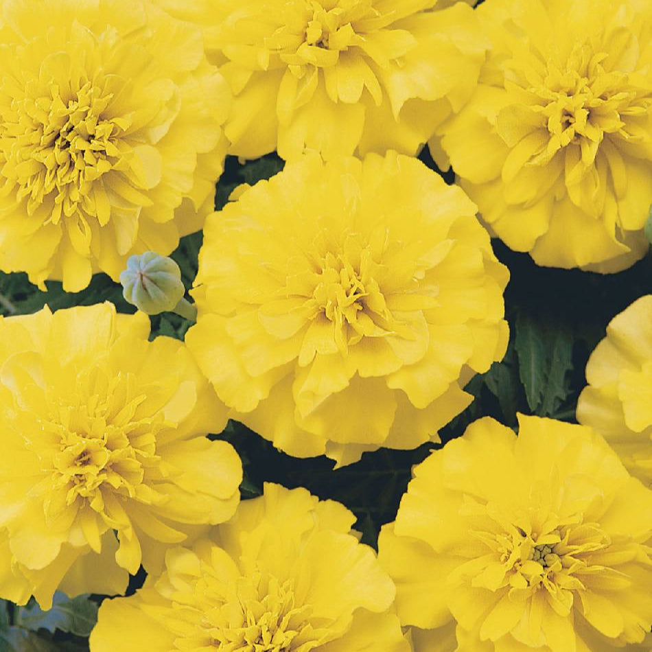 Marigold Nana Patula Yellow Flower Seeds – Avniseeds